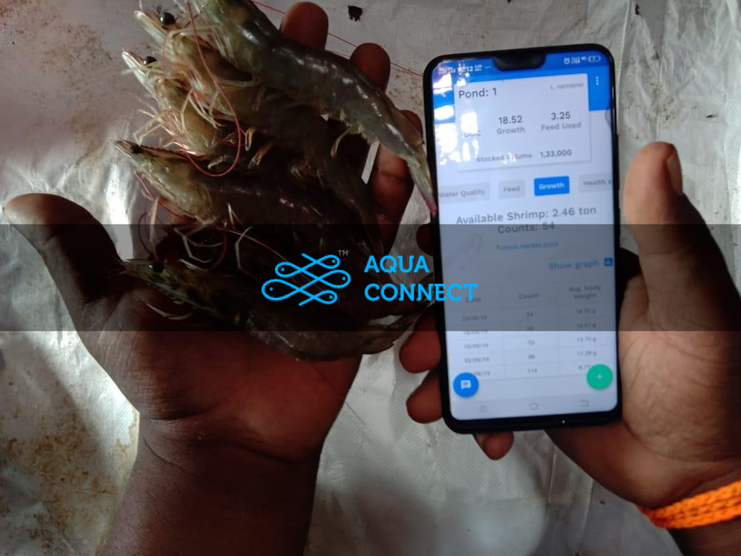 How Aquaconnect is improving aquaculture through AI, IoT, and better ...