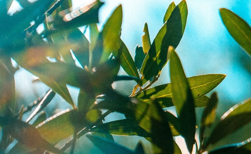 Qiming Venture Partners' portfolio company LanzaTech lists on Nasdaq ...