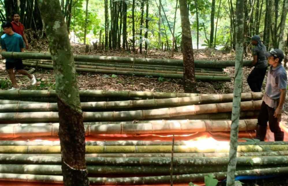 Wavemaker Impact launches Numat with $525,000 investment to drive sustainable bamboo processing ...